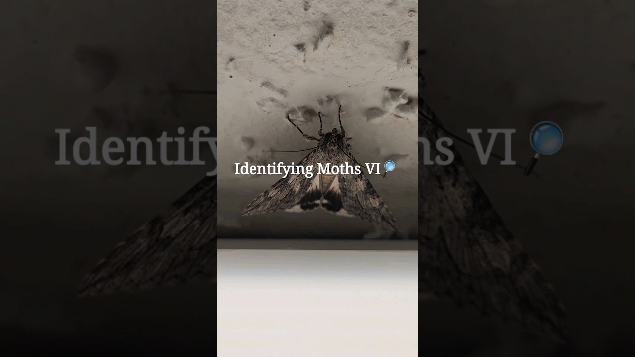 Identifying Moths VI🔎