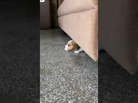 cute beagle puppy#beaglepuppy #beagle