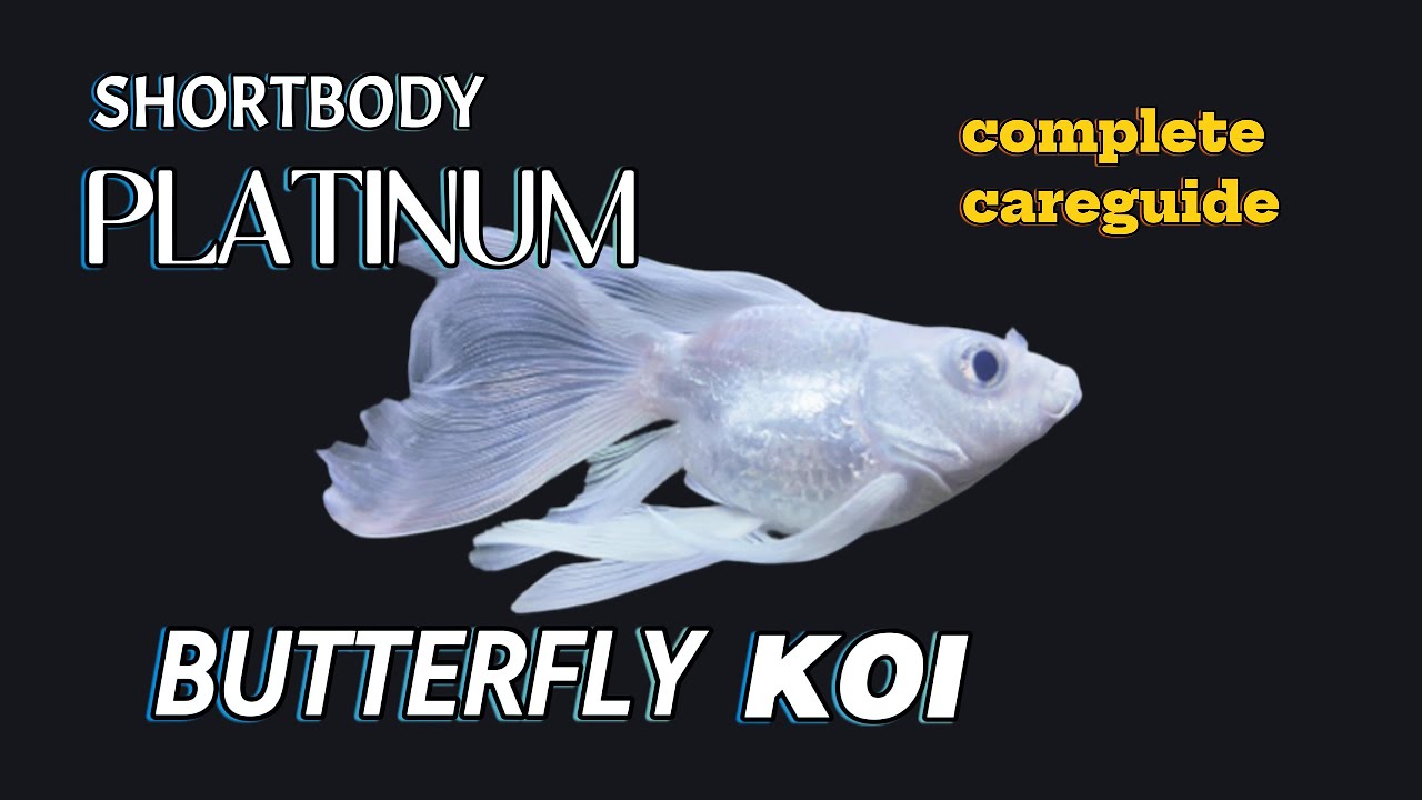 Are Short-body Platinum Butterfly Koi Worth It? 1-Year Experience, Growth, and Hard Lessons
