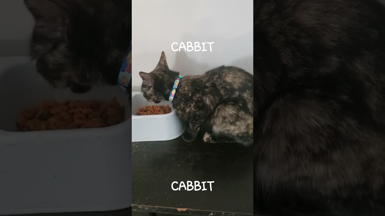 CABBIT #cabbit #cat #rabbit #cute