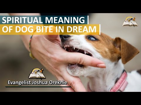 Spiritual Meaning of Dog Biting Me - Dog biting hand, leg, back, chest