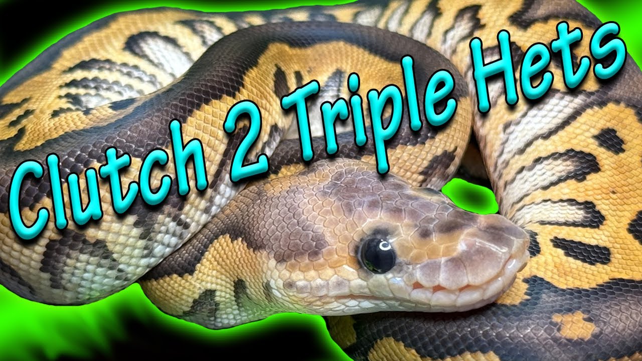 Clutch 2 Triple Hets! (Ball Python)