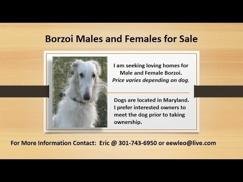 Where Can I Buy a Borzoi in the US