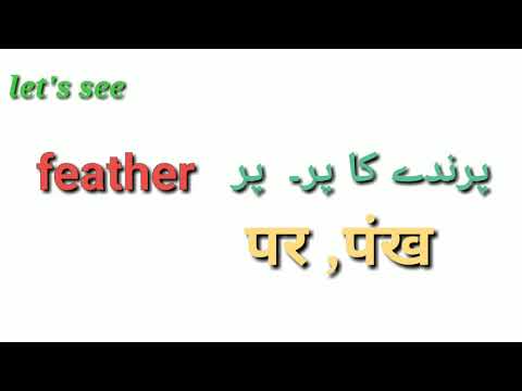 feather meaning in Urdu Hindi Daily words 13 let's see1
