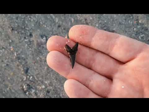 Large Sand tiger tooth found on the beach in Myrtle Beach today. Enjoy!
