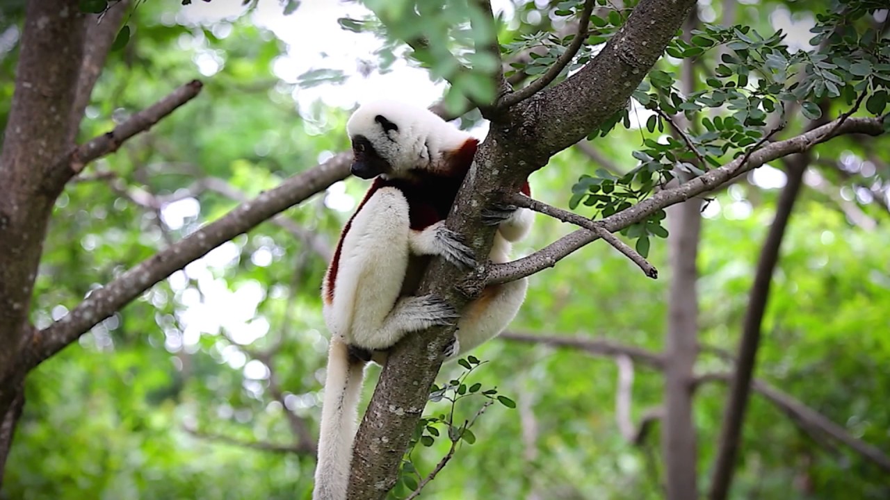 Forests and Climate Change - Tim Christophersen