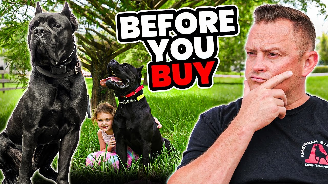 Is the CANE CORSO Right for You?!