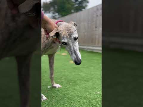 Galgo espanol