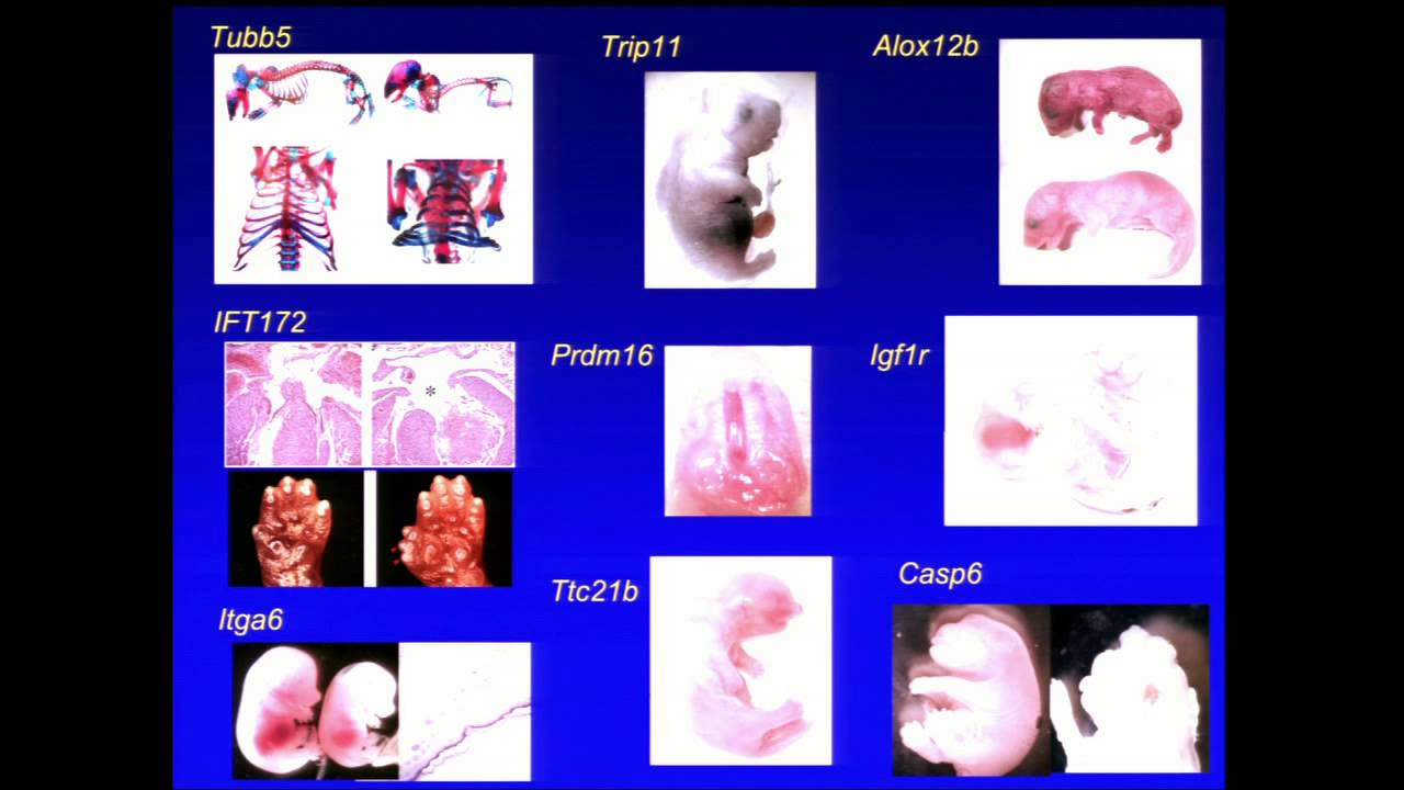 MPG Primer: Mouse Genetics (2012)