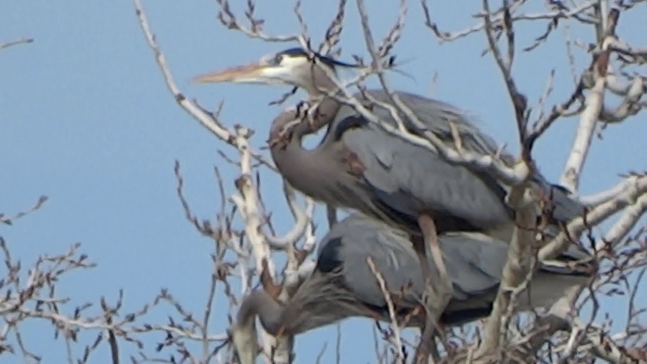 Great Blue Heron (Ardea herodias) nesting