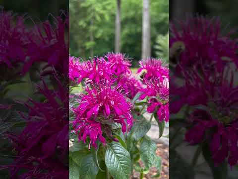 The bees have found the bee balm π πΈ