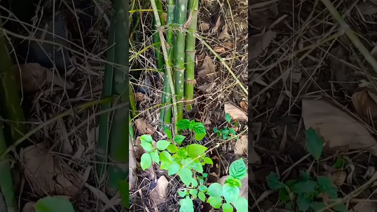Indian Rock Python Release On Naturel Habitat  #shorts #youtubeshorts #youtube #reels #world #snake