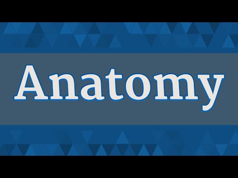 ANATOMY pronunciation • How to pronounce ANATOMY