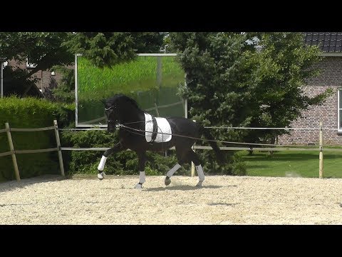 IMPREZZ - DRESSAGE TALENT 3 years old gelding by Jazz x Future