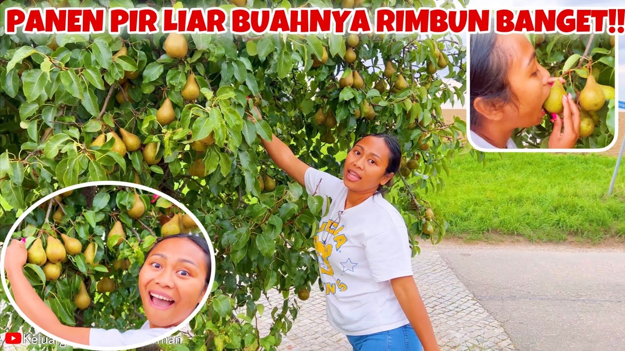 PANEN BUAH PIR LIAR DI PINGGIR JALAN 2022