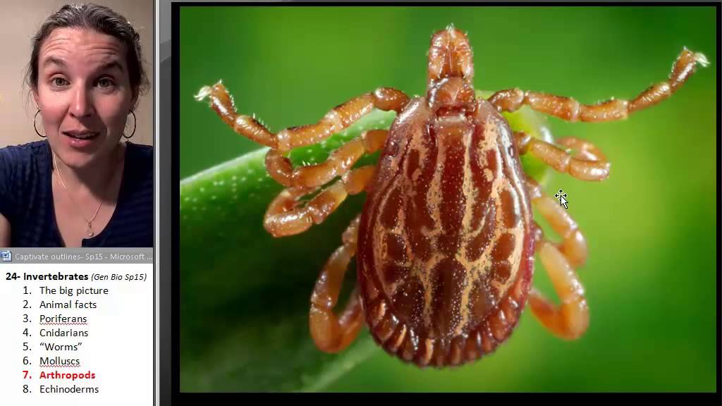 Arthropods (Biology Course)