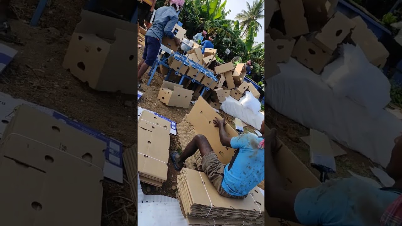 BANANA BOX PACKING VIEDO