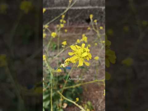 Sisymbrium loeselii | Small tumbleweed mustard