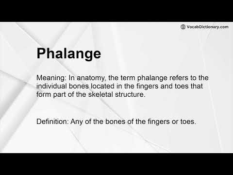 Phalange Meaning