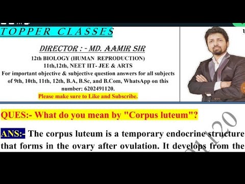 What do you mean by "Corpus luteum"? ||