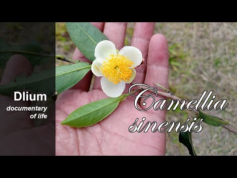Tea plant (Camellia sinensis) - part 3