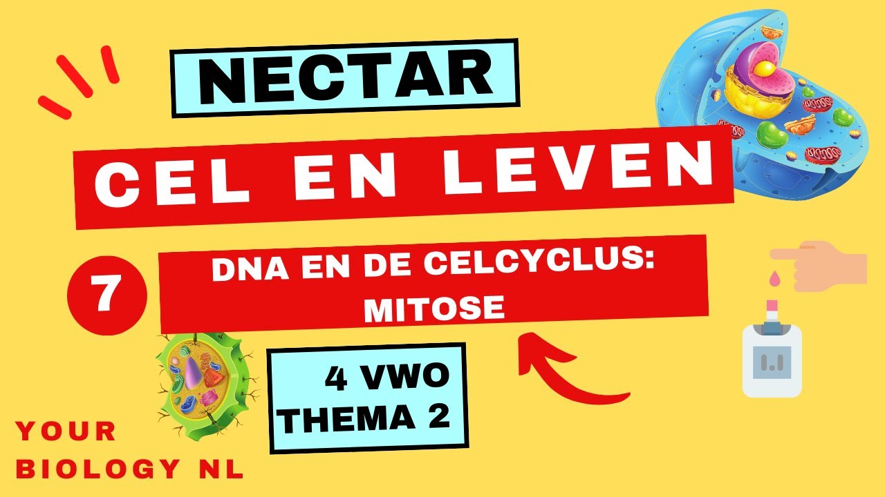 4 vwo | Cel en leven | 7 | DNA en de celcyclus: mitose