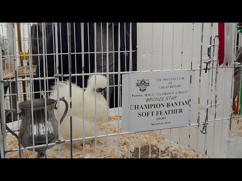 Poultry at Nidderdale Show 2024 🏆🐓