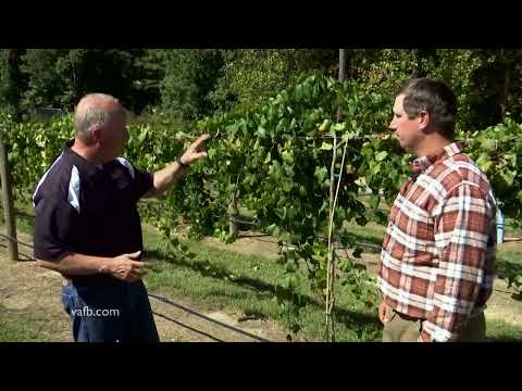 From the Ground Up: Muscadine Grapes