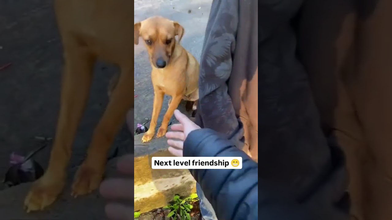 Next level friendship with a dog and a person #funny😂