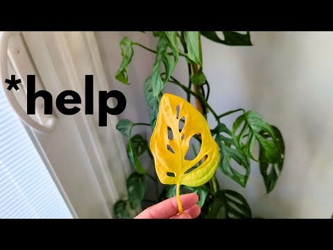 You shouldn't touch your yellow leaves... yet