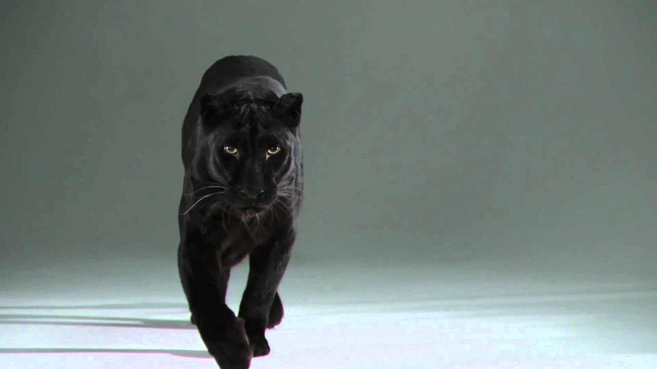 AgileCat | Branding and Advertising