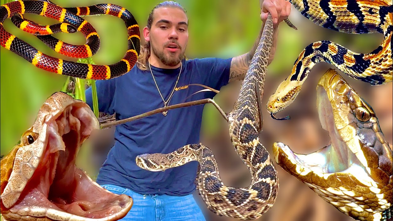TOP 6 VENOMOUS Snakes in Florida!