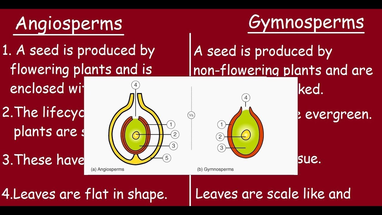 Angiosperms Vs Gymnosperms  |Quick differences in 3 minutes |