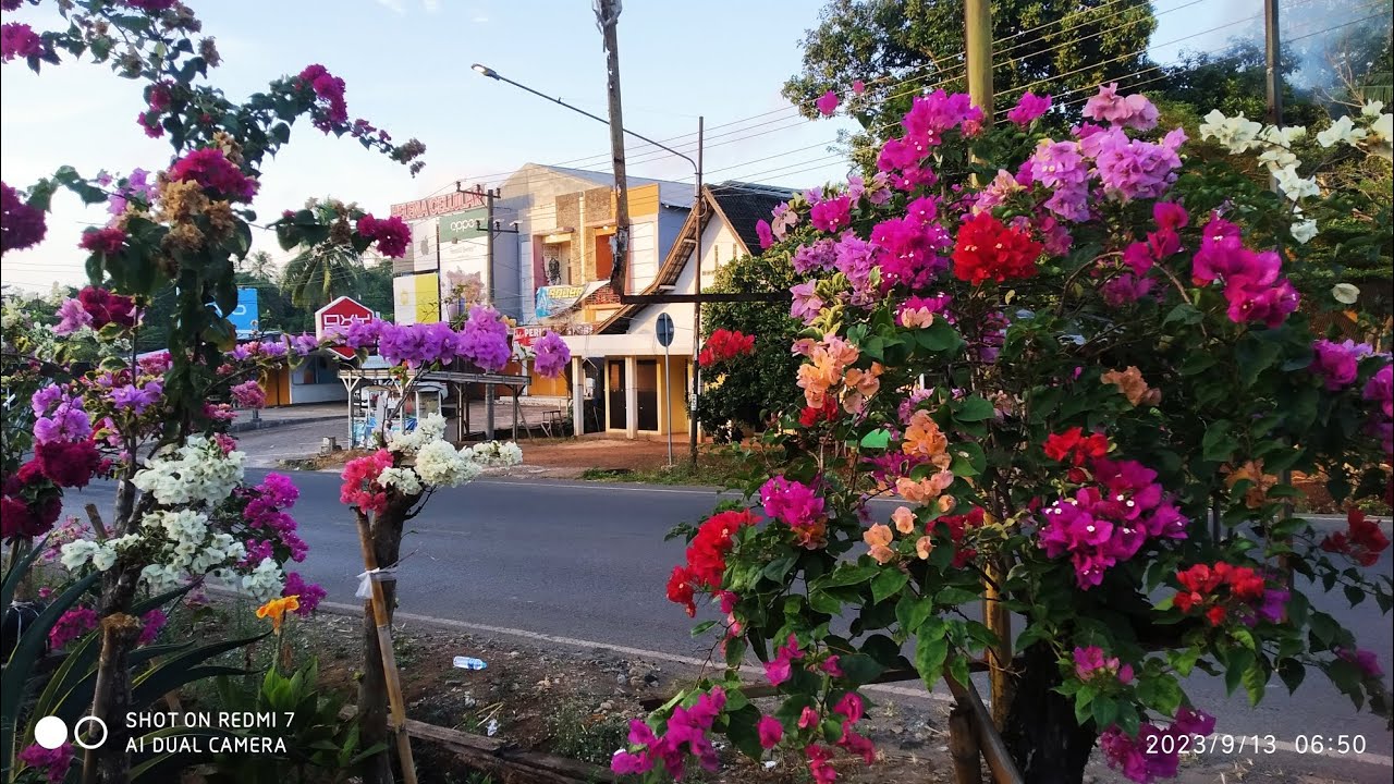 HARGA TANAMAN BUNGA BUGENFIL/BUNGA KERTAS