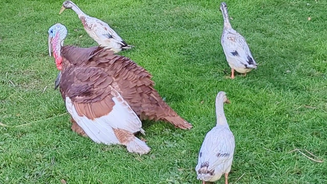 Turkey mating 
