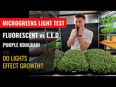 Pencahayaan Mikrohijau: Fluoresens vs LED - Kohlrabi Ungu - On The Grow