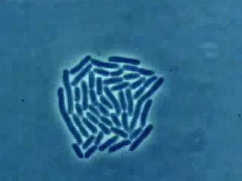 Bacteria Multiplying