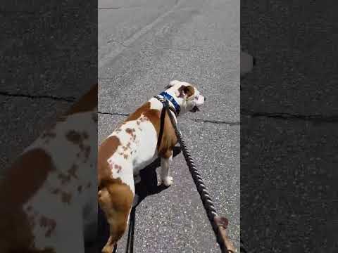 Video of adoptable pet named Dude