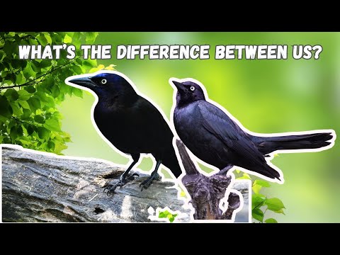 Is It A Common Grackle or Brewer's Blackbird?
