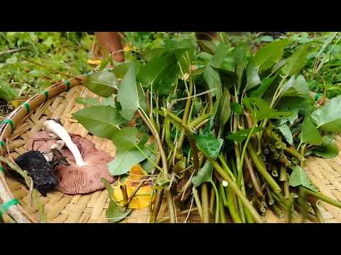 SUSTAINABLE LIVING: COOKING KANGKONG|MAKING AMPALAYA TRELLIS DIY