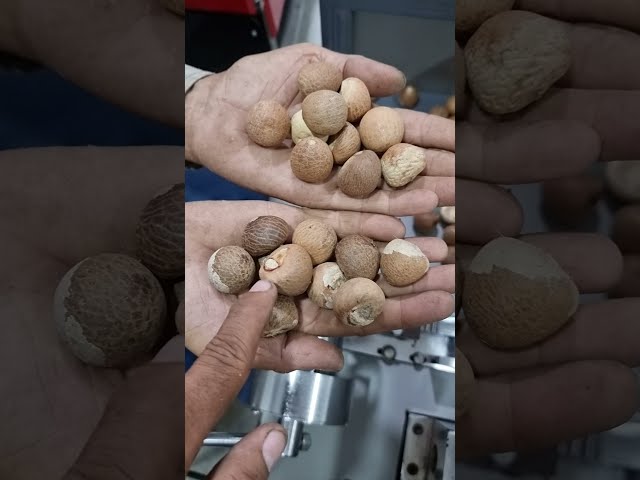 Supari Cutting Machine - Fully Automatic Supari Cutting plant ...