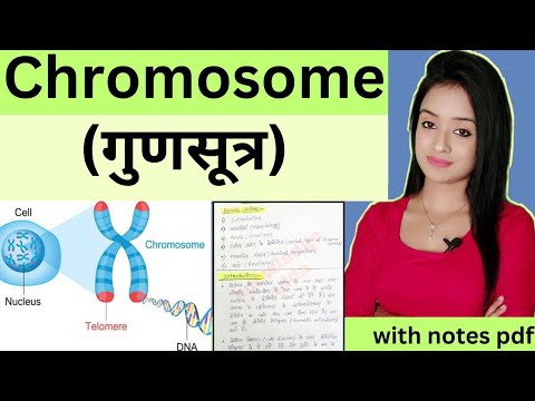 Cell biology (L-13),Chromosomes bsc 1st year zoology knowledge adda lion batch in Hindi