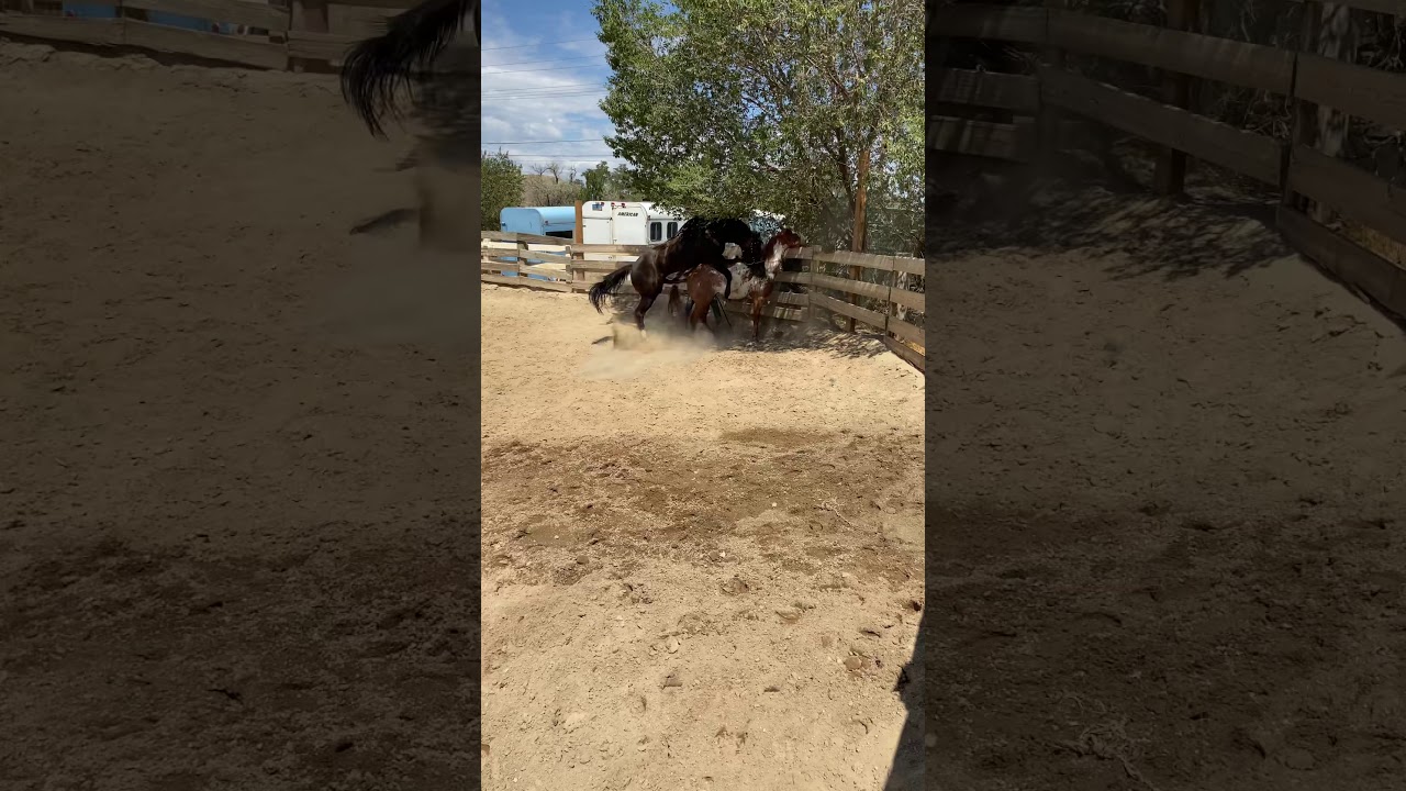 Caballos Mamalones