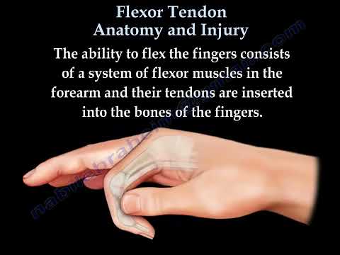 Flexor Tendon Injuries, diagnosis and treatment-