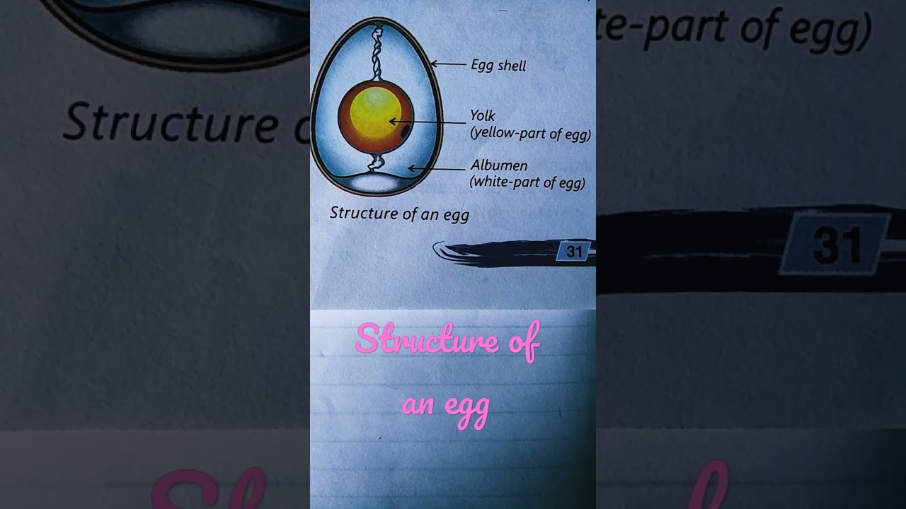 structure of an egg