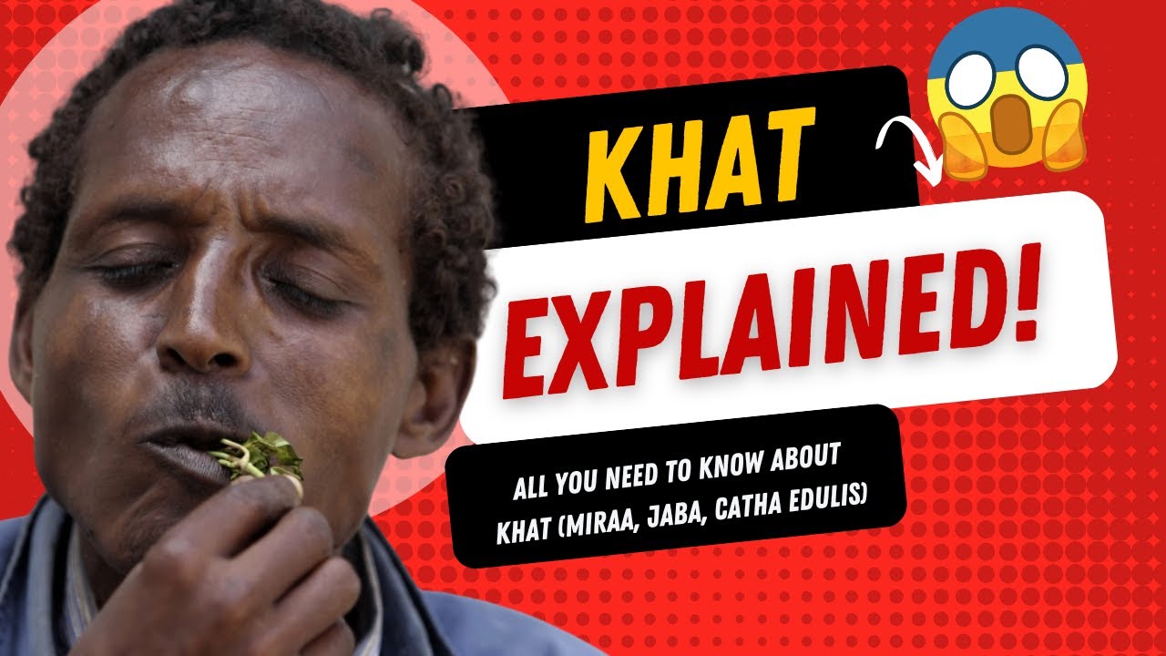 All you need to know about #khat #miraa #jaba