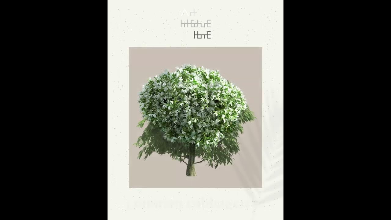 Real Tree Cliparts - Common cabbagetree - photoshop overlays png, Tree layout, transparent backgrou