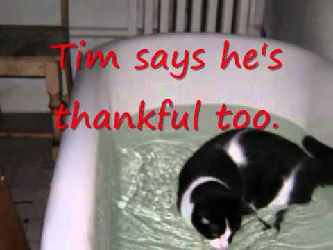 500+ Subscribers / Jinx T. Cat