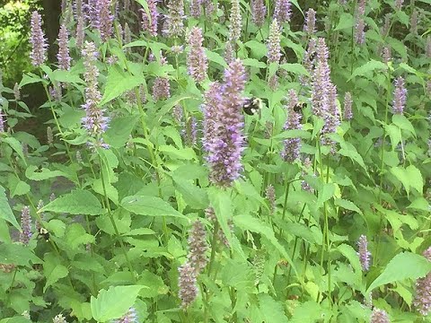Is Anise Hyssop Invasive? Is Anise Hyssop a Perennial? How to Use Anise Hyssop?