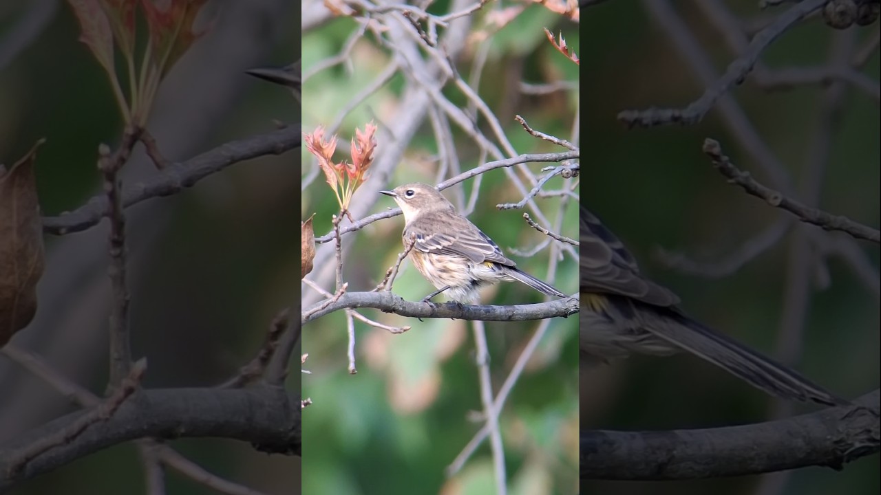 Yellow-Rumped Warbler